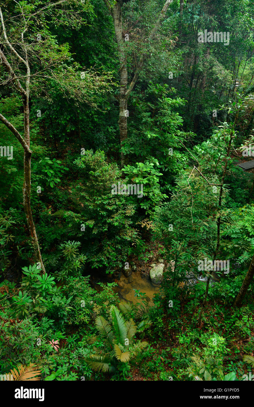Rainforest, Taman Negara national park, Penang, Malaysia Stock Photo ...