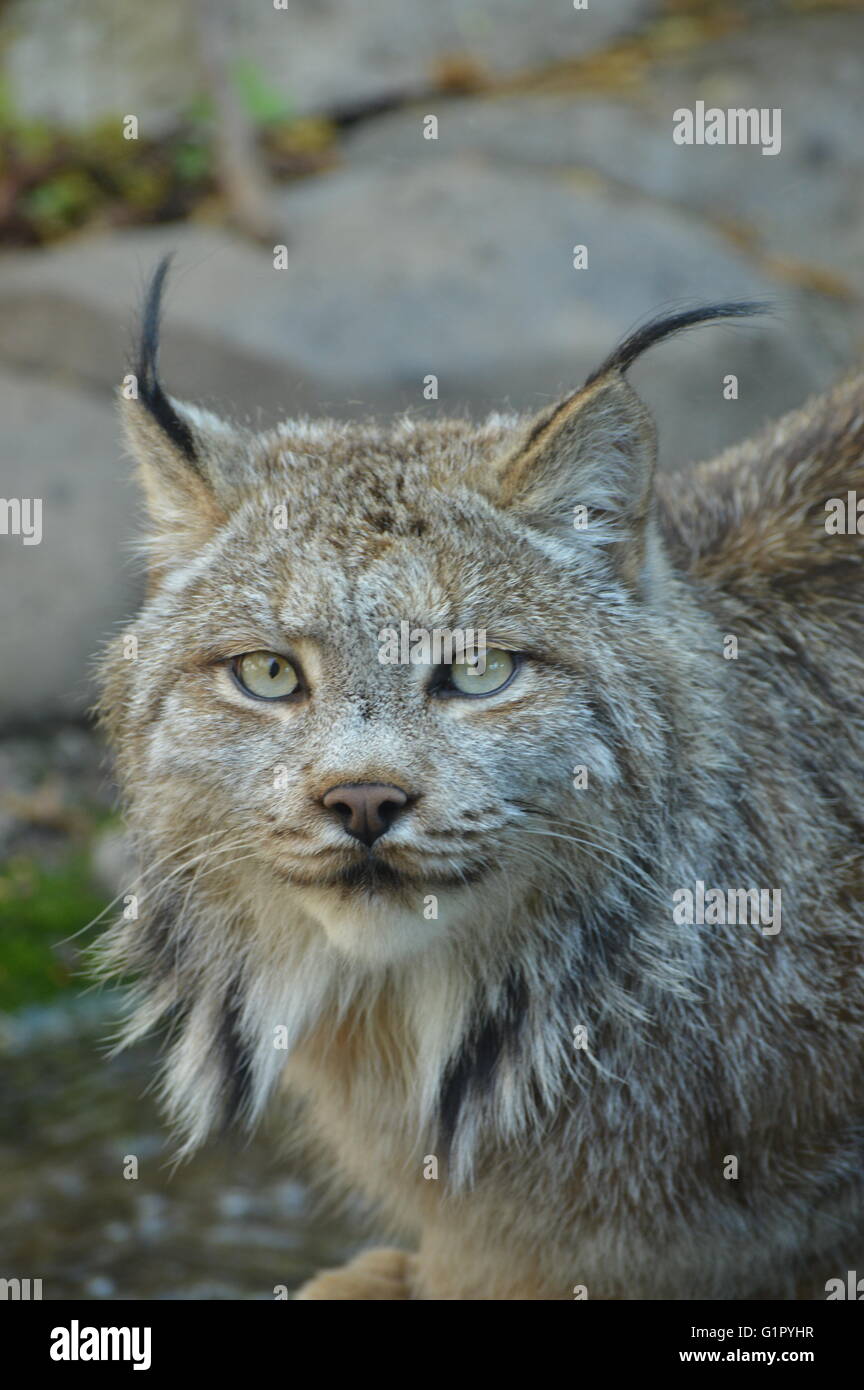 Canada lynx feet hi-res stock photography and images - Alamy