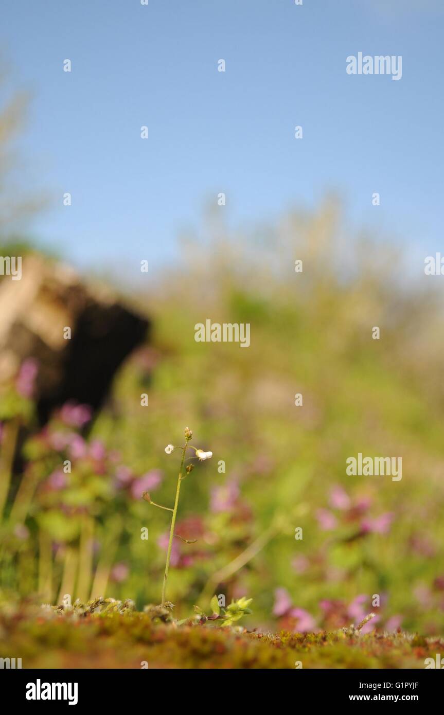 Capsella bursa-pastoris (shepherd's purse) in garden. Space in top side ...