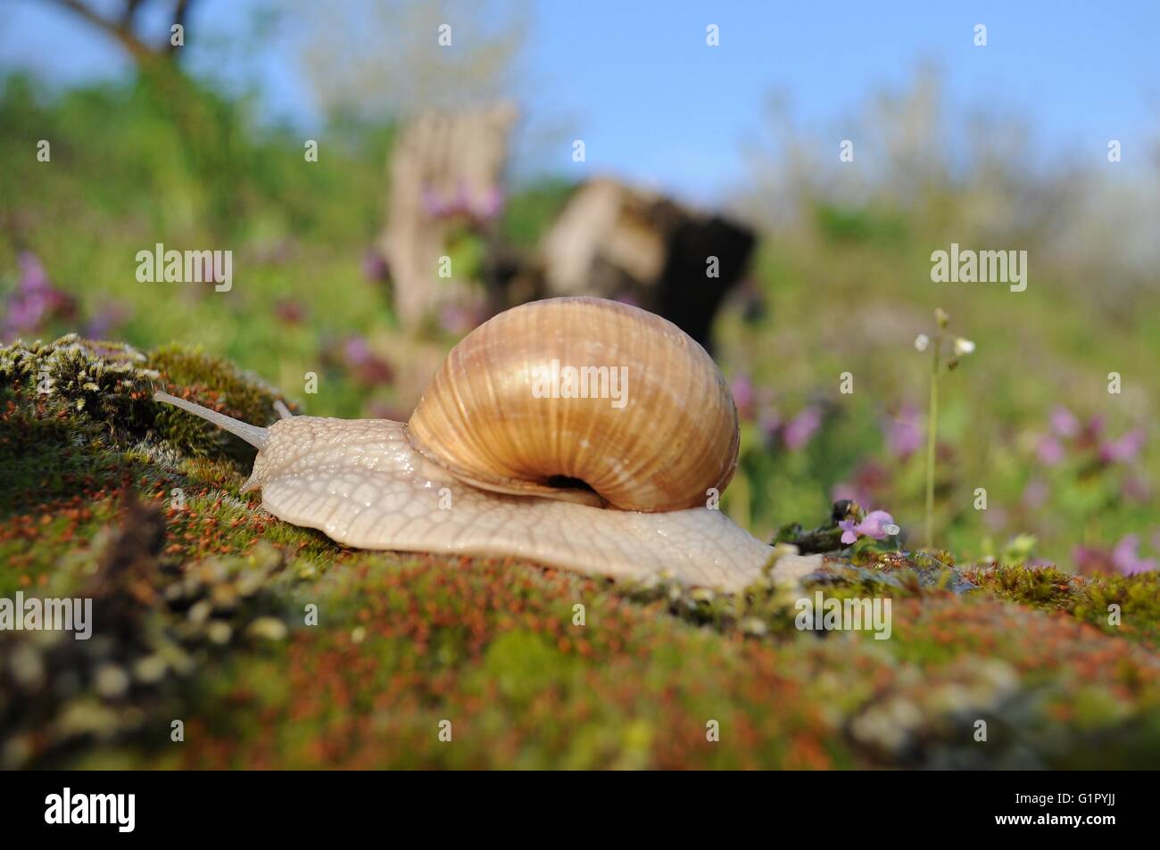 Snail riding on moss in garden in spring Stock Photo - Alamy