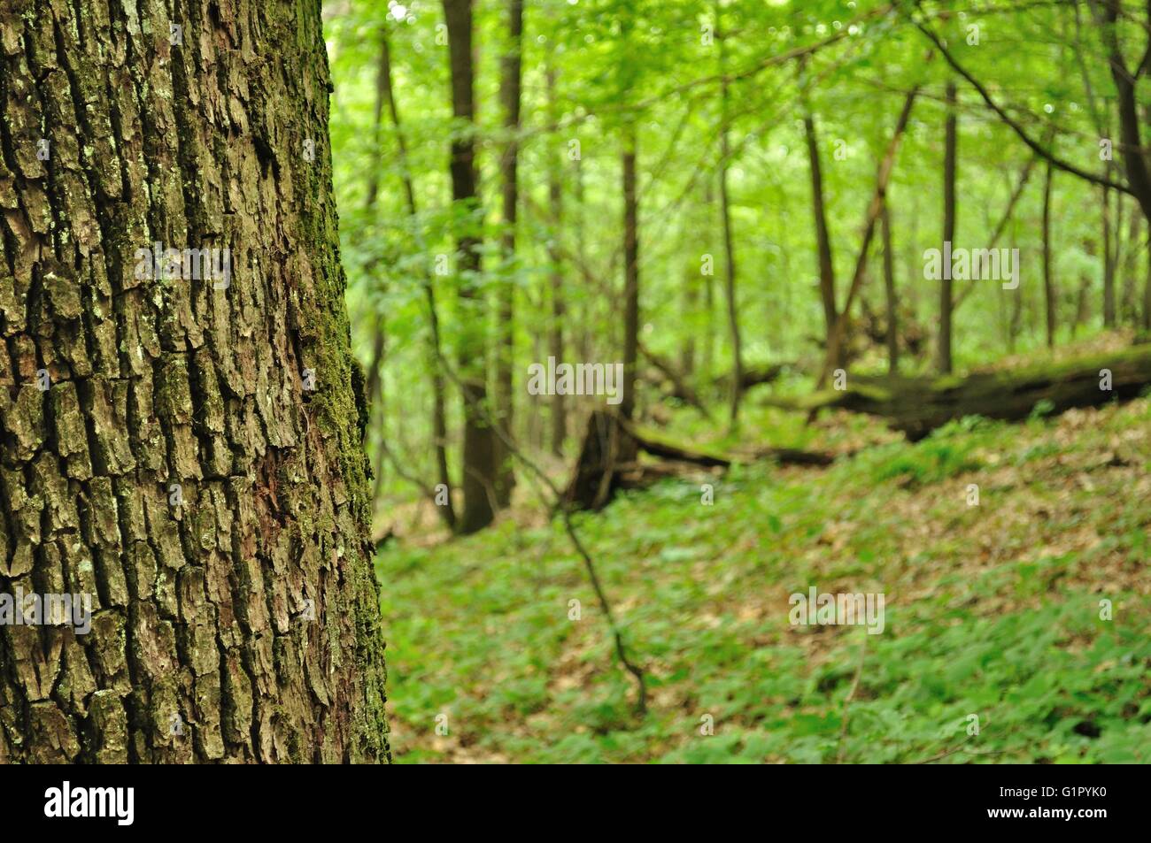 Detail view of tree trunk with blurred forest in background Stock Photo ...