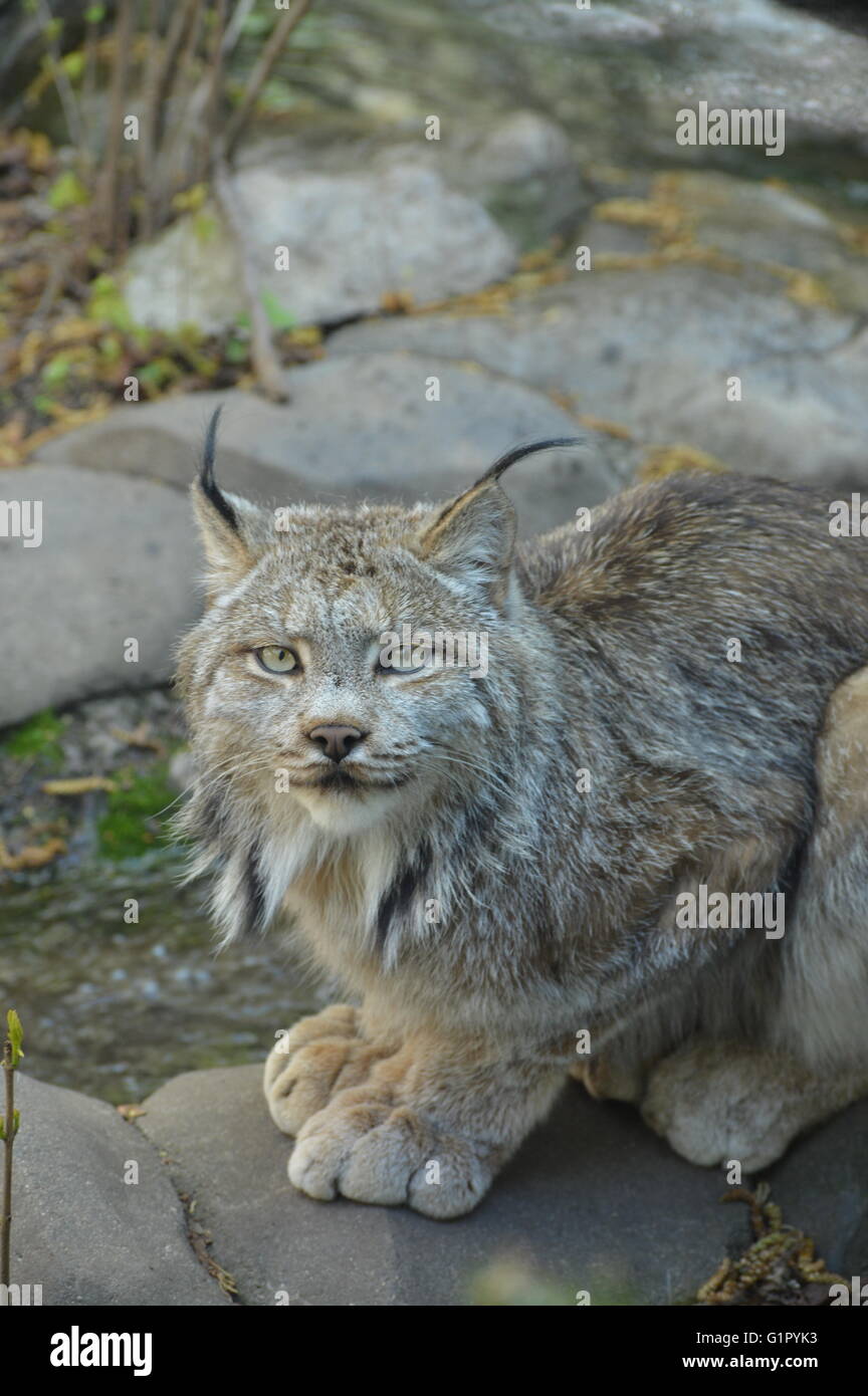 Canada lynx feet hi-res stock photography and images - Alamy