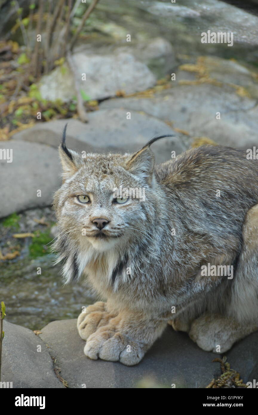 Canada lynx feet hi-res stock photography and images - Alamy