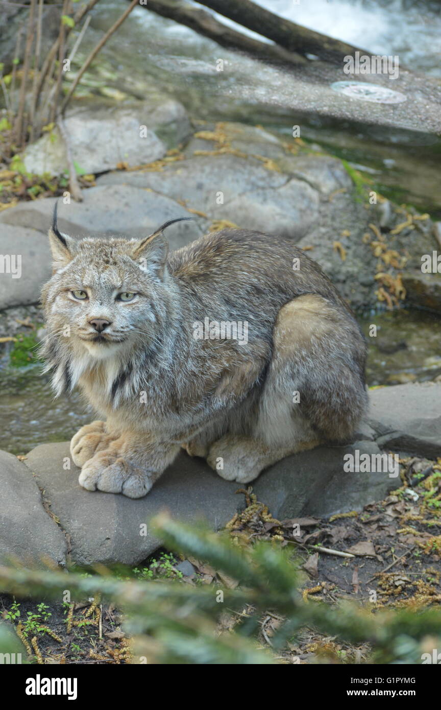 Canada lynx feet hi-res stock photography and images - Alamy