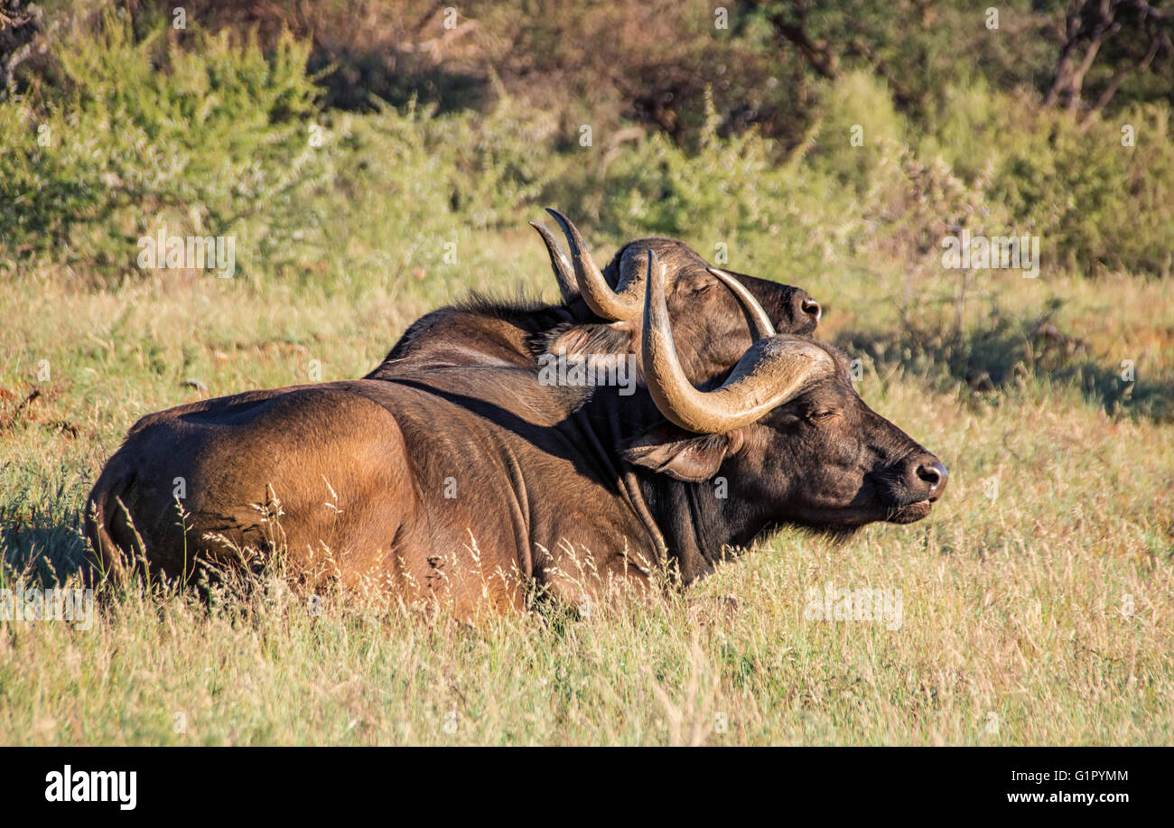 Two cape buffalos syncerus caffer hi-res stock photography and images ...