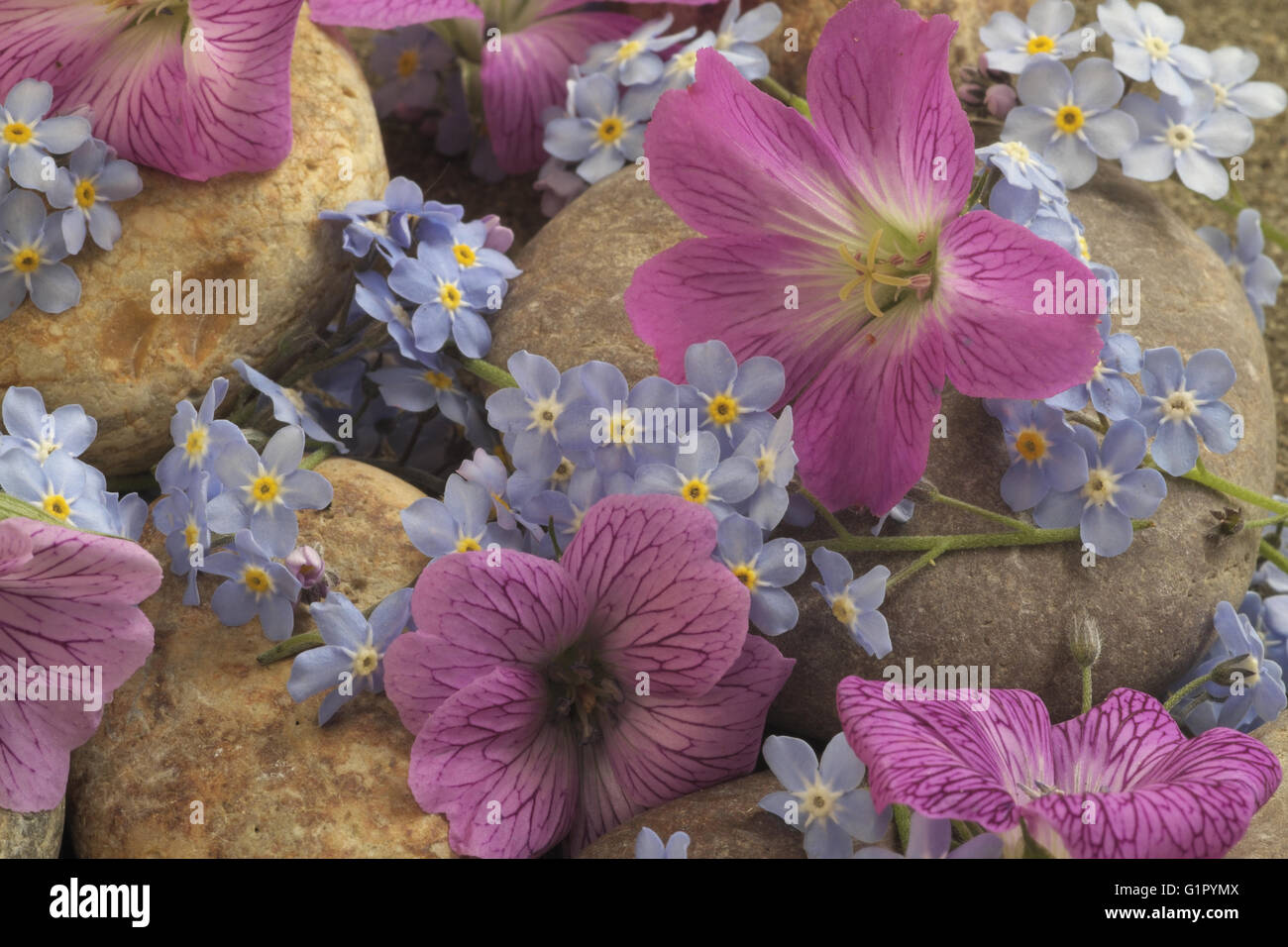 Forget me knot hi-res stock photography and images - Alamy