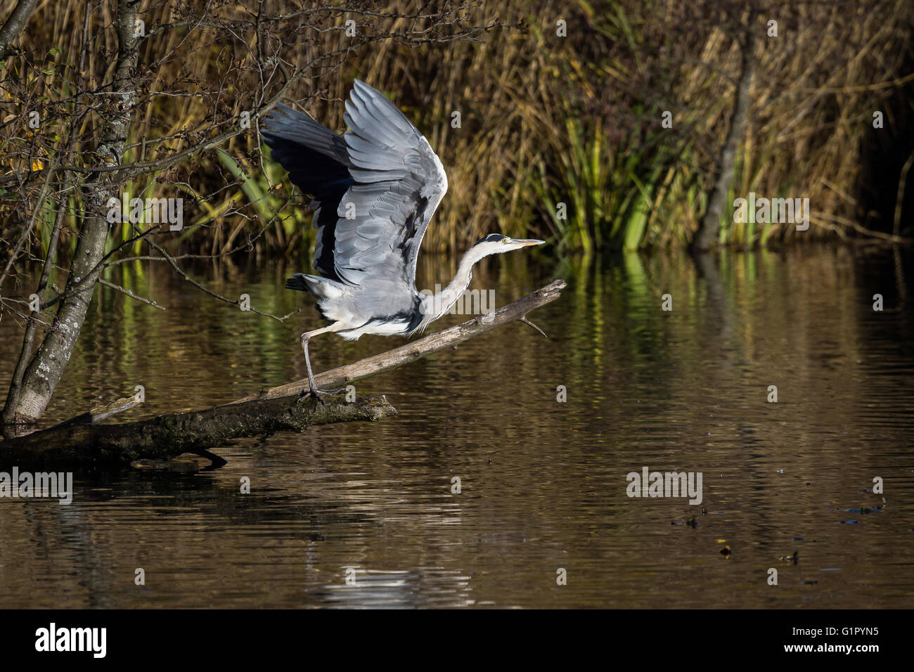 Grey Heron Dashing Forward. Ardea cinerea Stock Photo - Alamy