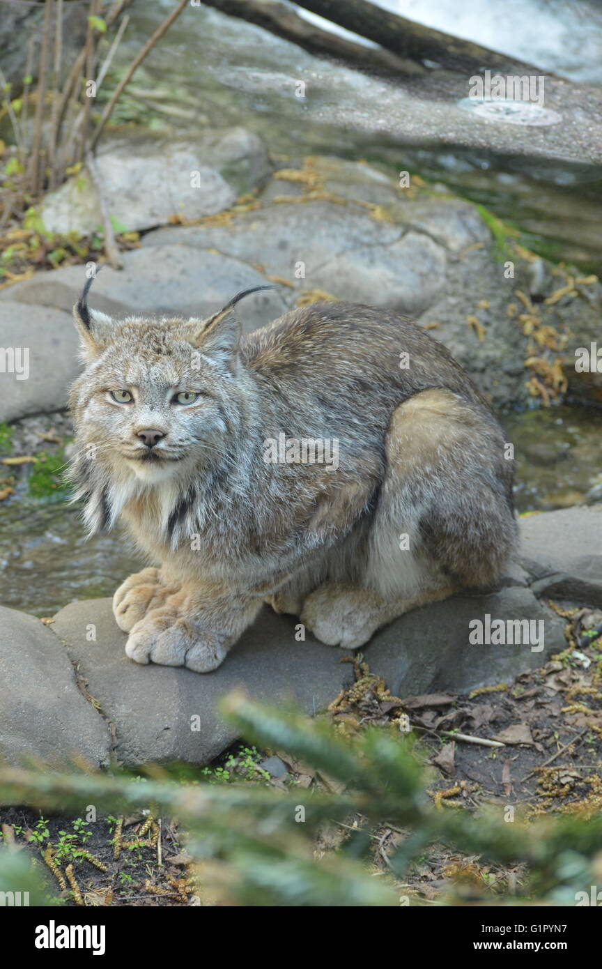 Canada lynx feet hi-res stock photography and images - Alamy