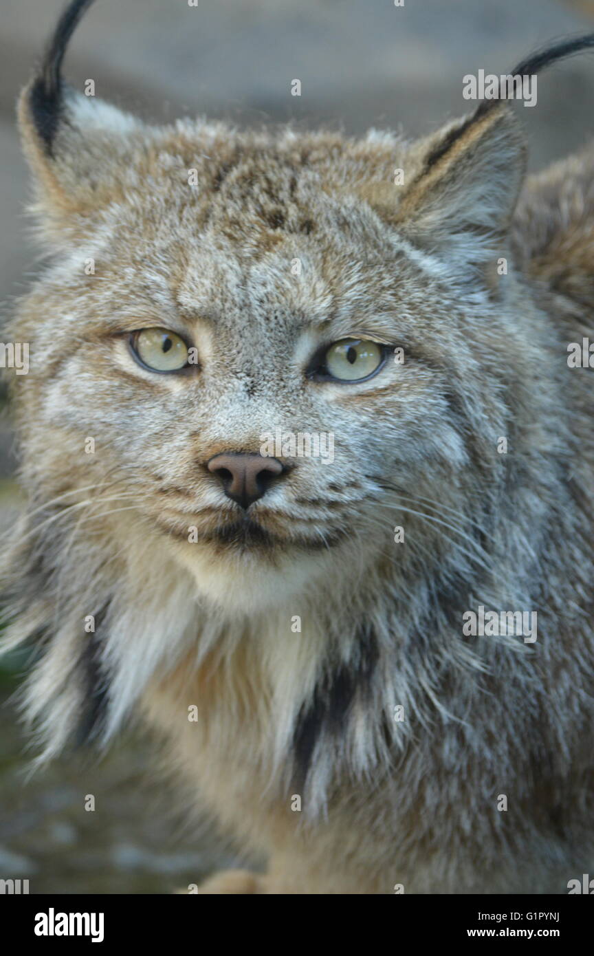 Canada lynx feet hi-res stock photography and images - Alamy