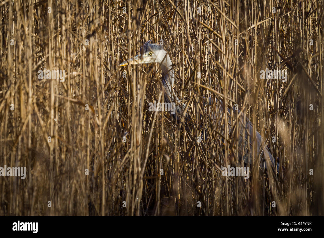 Bird hiding reeds nature wildlife hi-res stock photography and images ...