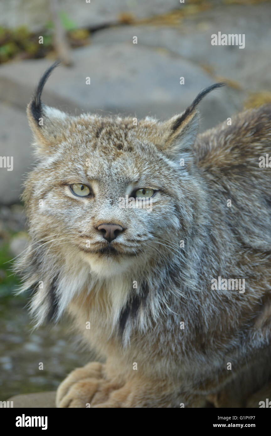 Canada lynx feet hi-res stock photography and images - Alamy
