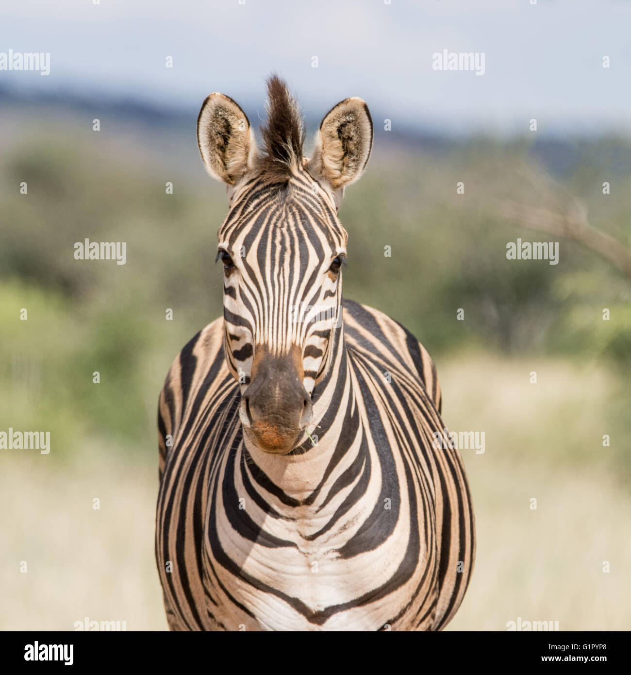 A face-on portrait of a Burchell's Zebra standing in Southern African ...