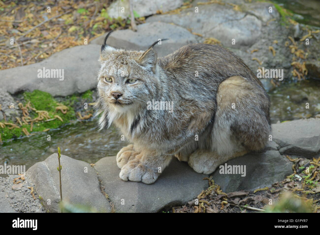 Canada lynx feet hi-res stock photography and images - Alamy