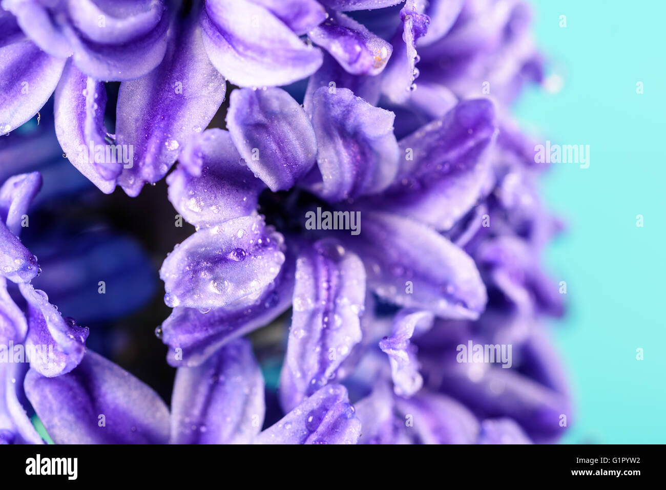Wet Common Dutch Garden Hyacinth (Hyacinthus Orientalis) With Water ...