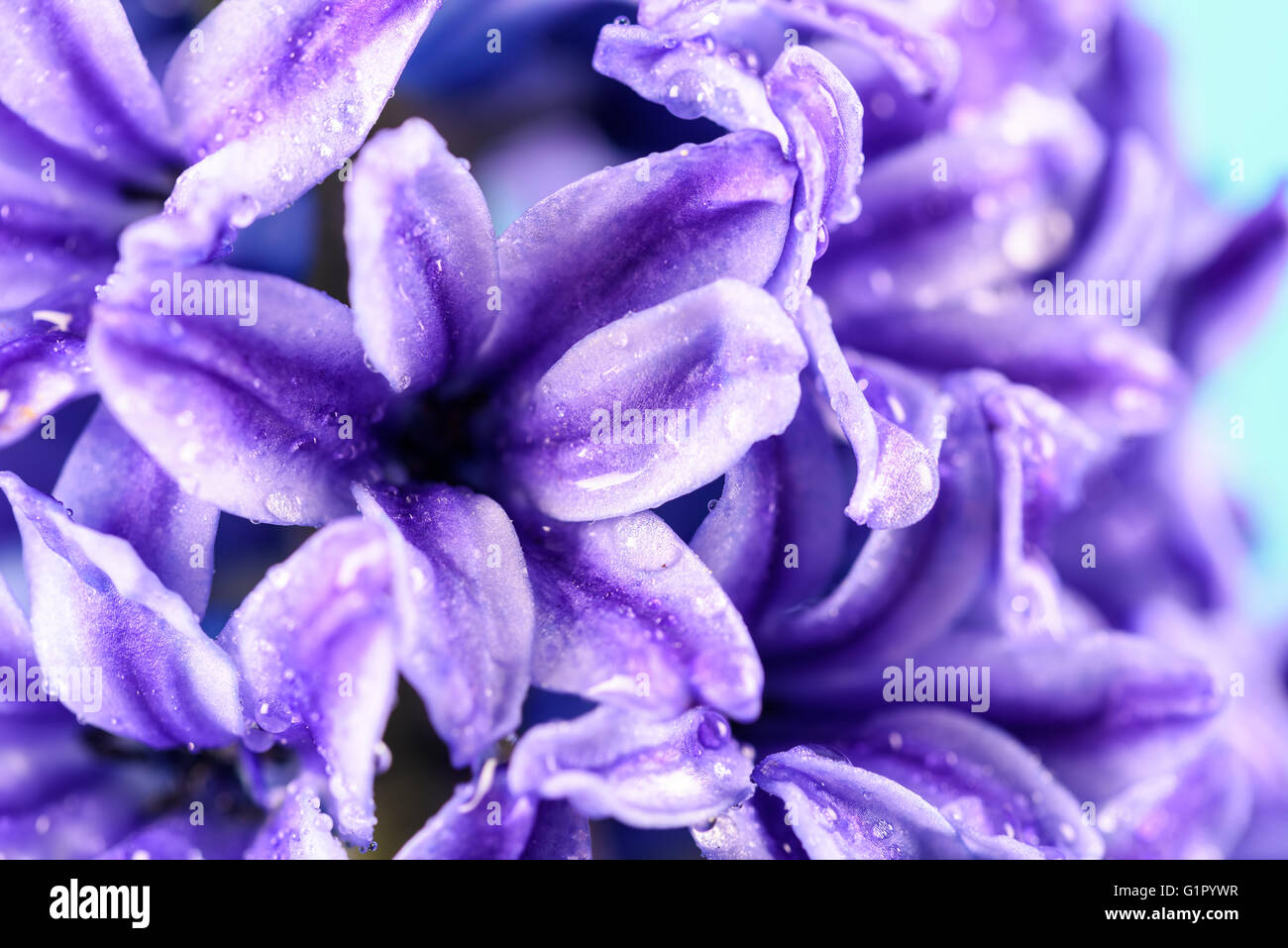 Wet Common Dutch Garden Hyacinth (Hyacinthus Orientalis) With Water ...