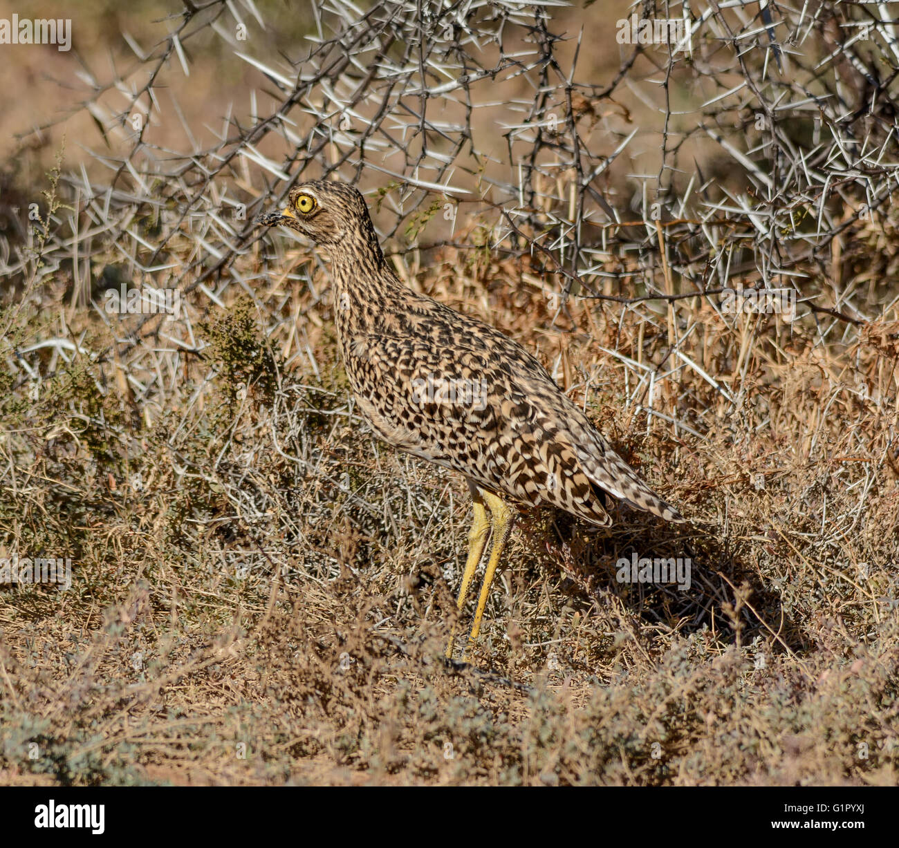 The spotted thick-knee also known as the spotted dikkop or Cape thick ...
