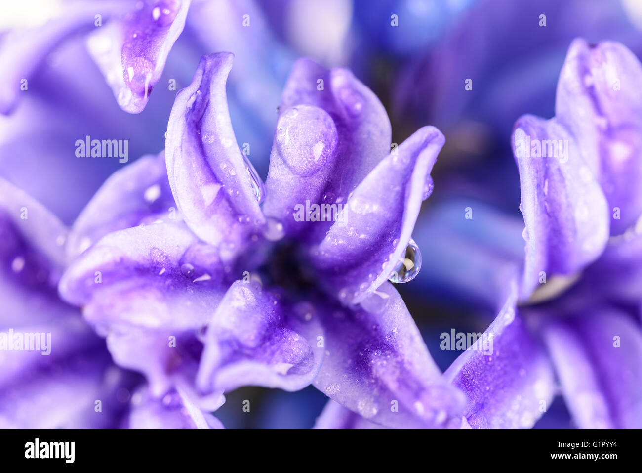 Wet Common Dutch Garden Hyacinth (Hyacinthus Orientalis) With Water ...