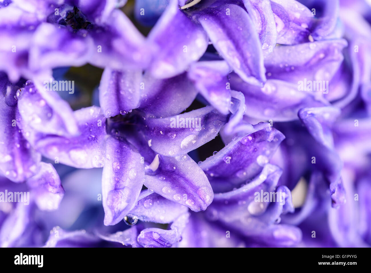 Wet Common Dutch Garden Hyacinth (Hyacinthus Orientalis) With Water ...