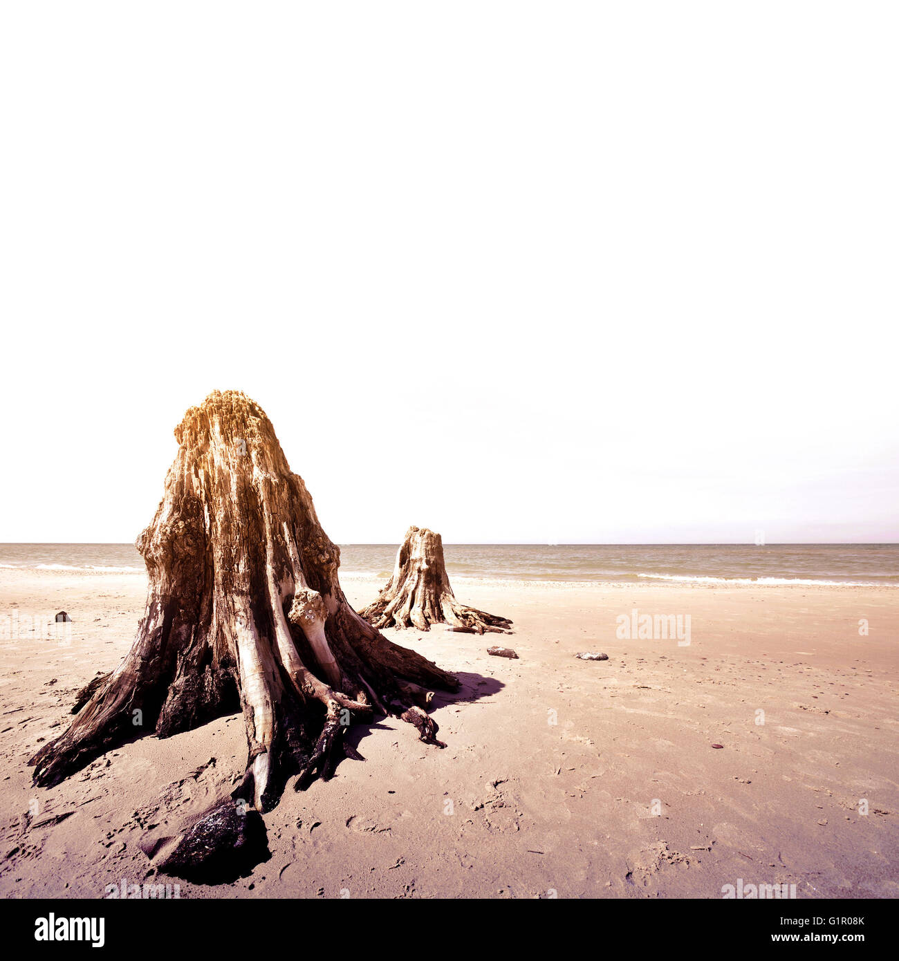 Dead tree trunks. Rare 3000 years old dead deciduous trees on the beach ...