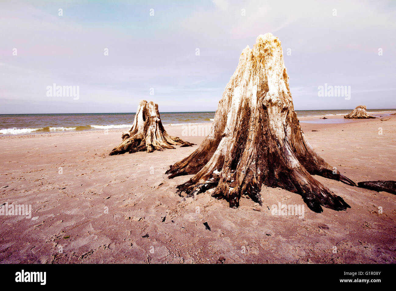 Dead tree trunks. Rare 3000 years old dead deciduous trees on the beach ...