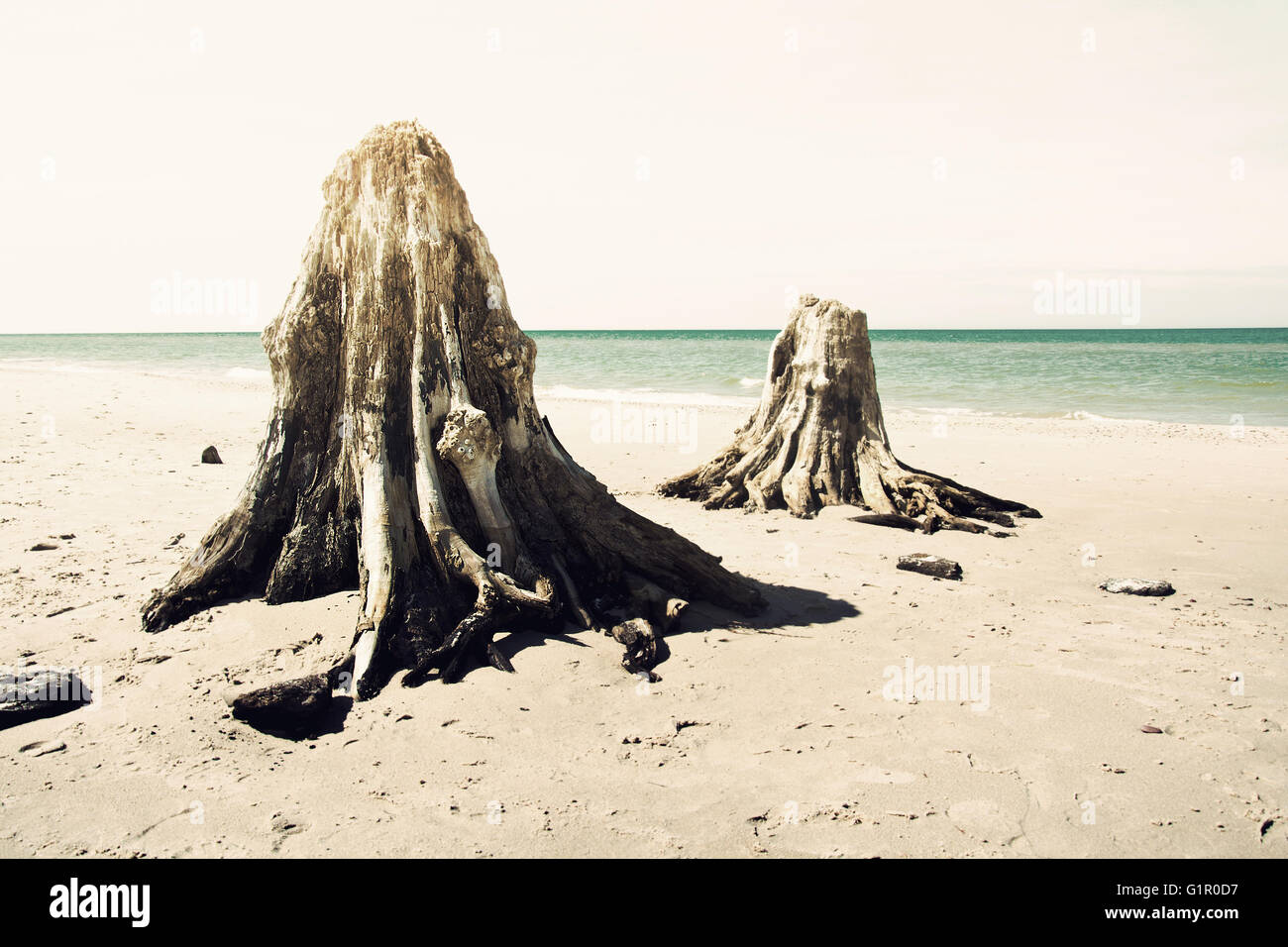 Trunks on the beach hi-res stock photography and images - Alamy