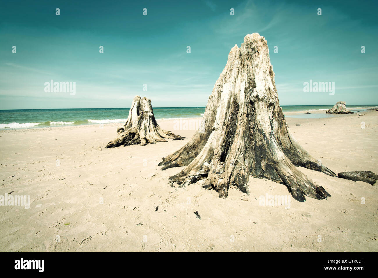 Dead trunks hi-res stock photography and images - Alamy