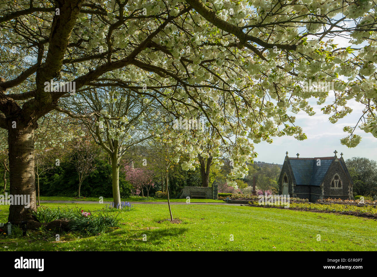 Blooming fruit tree in a cemetery in Brighton, East Sussex, England ...