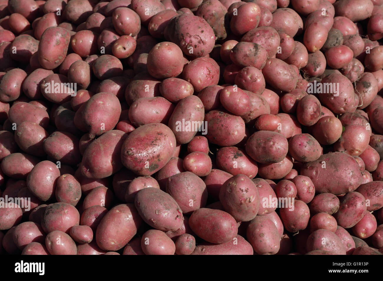 Red potato farm hi-res stock photography and images - Alamy
