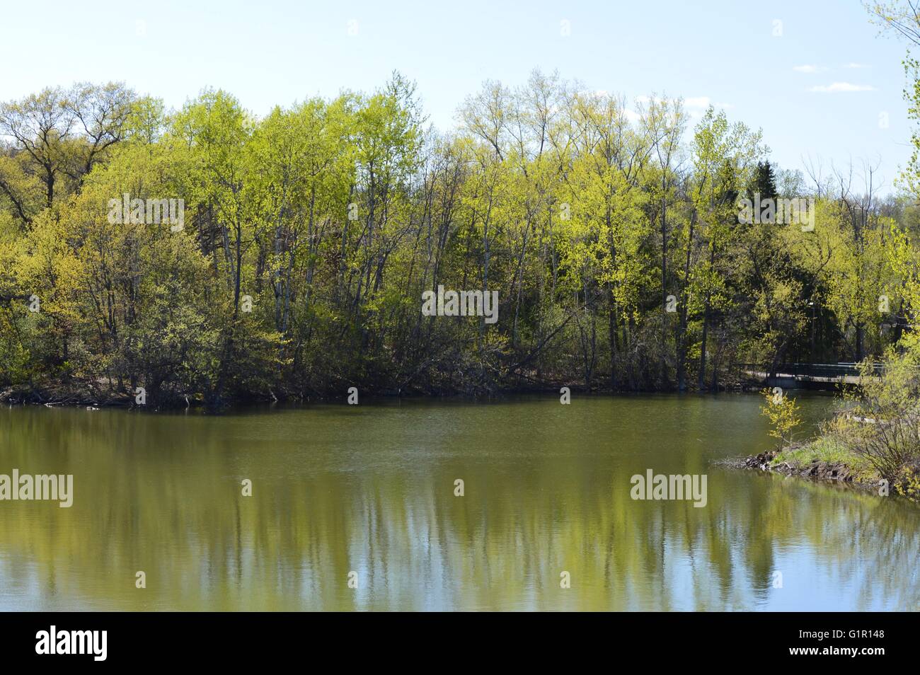 Wetland trees hi-res stock photography and images - Alamy