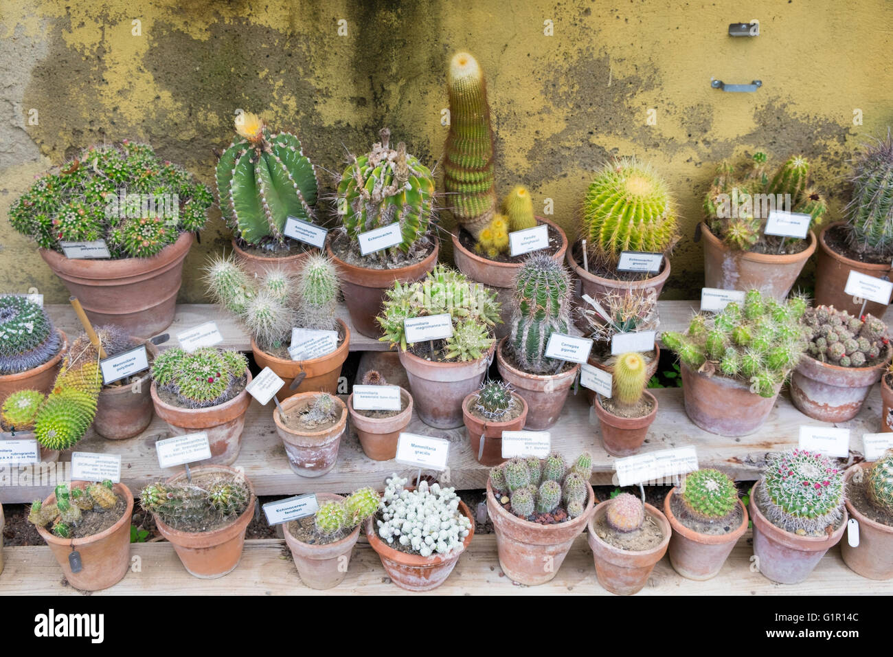 Botanical gardens trees plants hi-res stock photography and images - Alamy