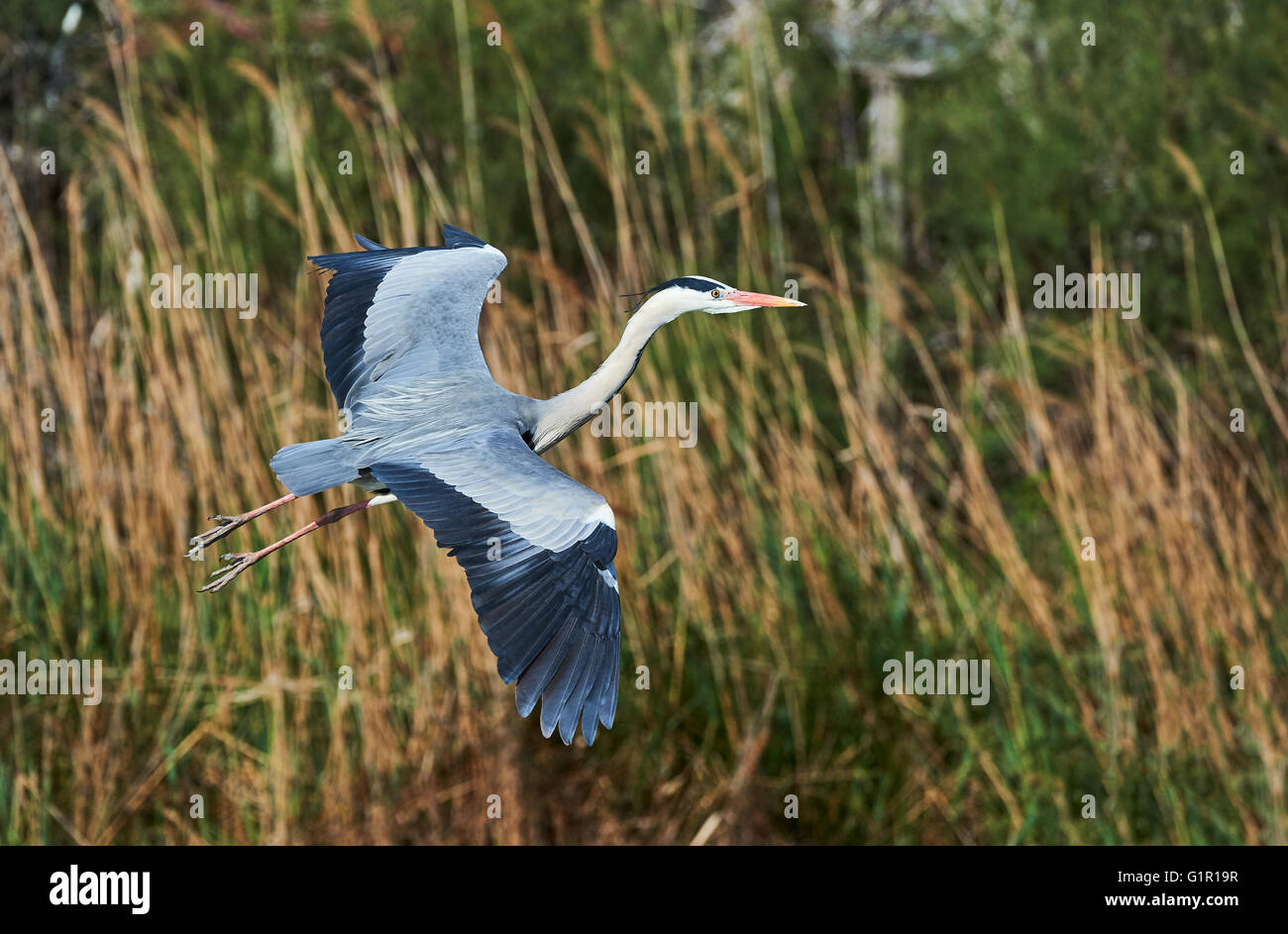 Heron flies with a blue background with trees Stock Photo - Alamy