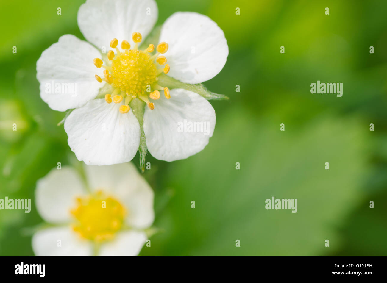 closeup to wild strawberry flowers Stock Photo - Alamy