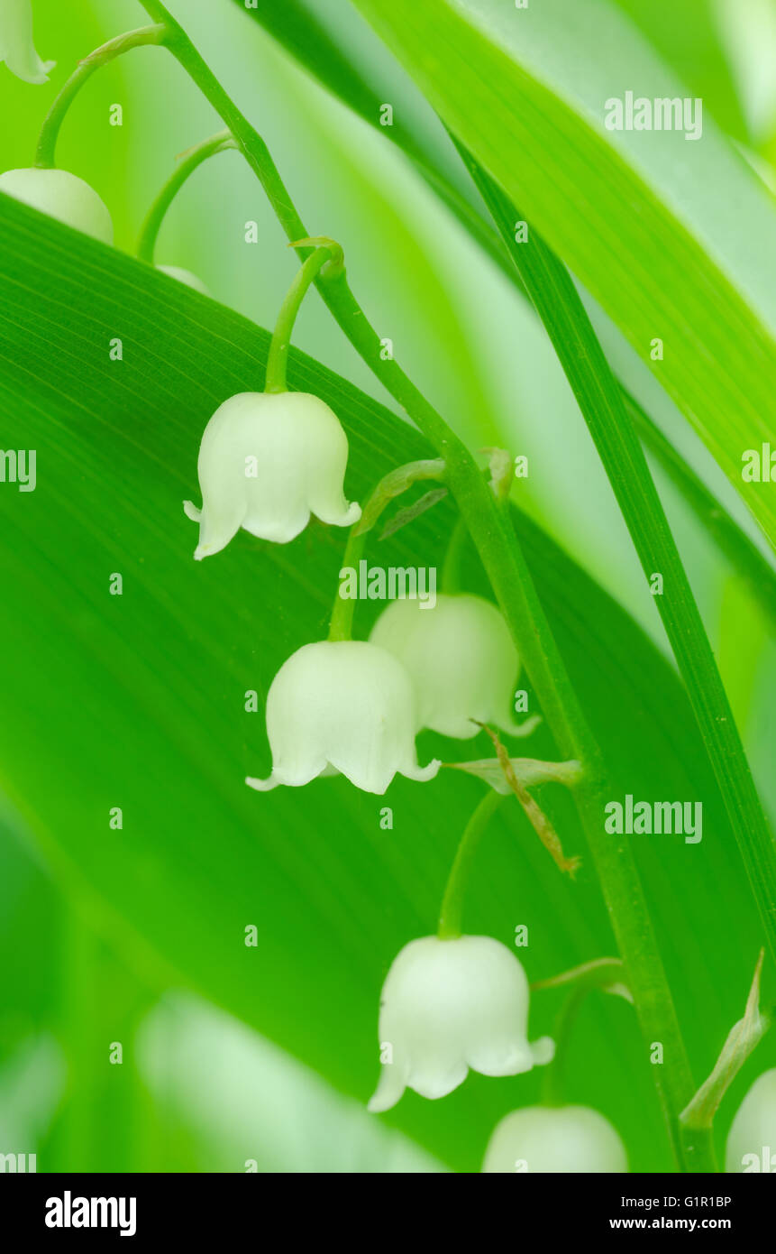Lilly valley flowers leaves hi-res stock photography and images - Alamy