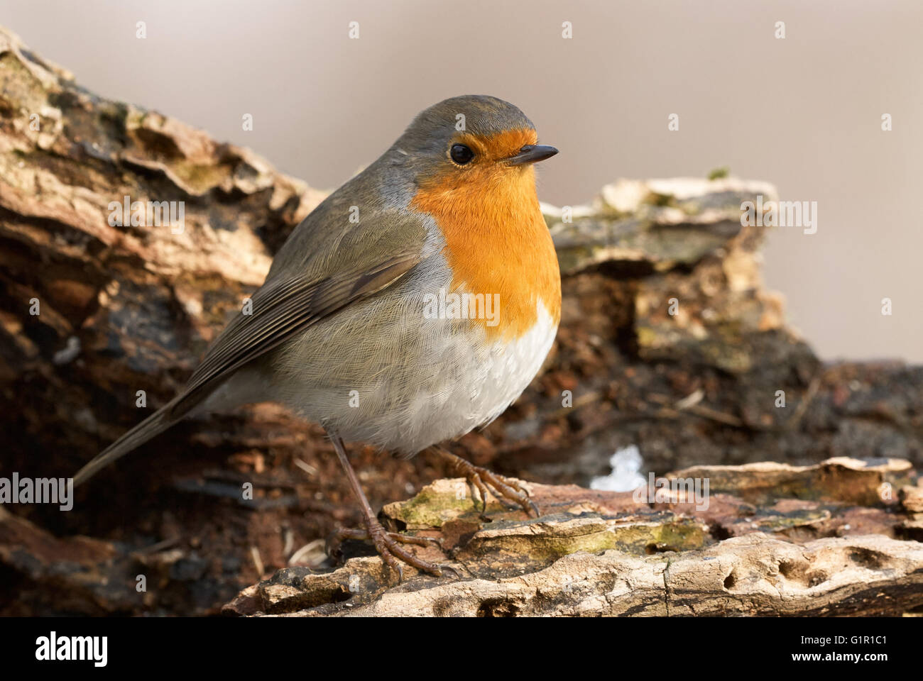 Beautiful robin hi-res stock photography and images - Alamy