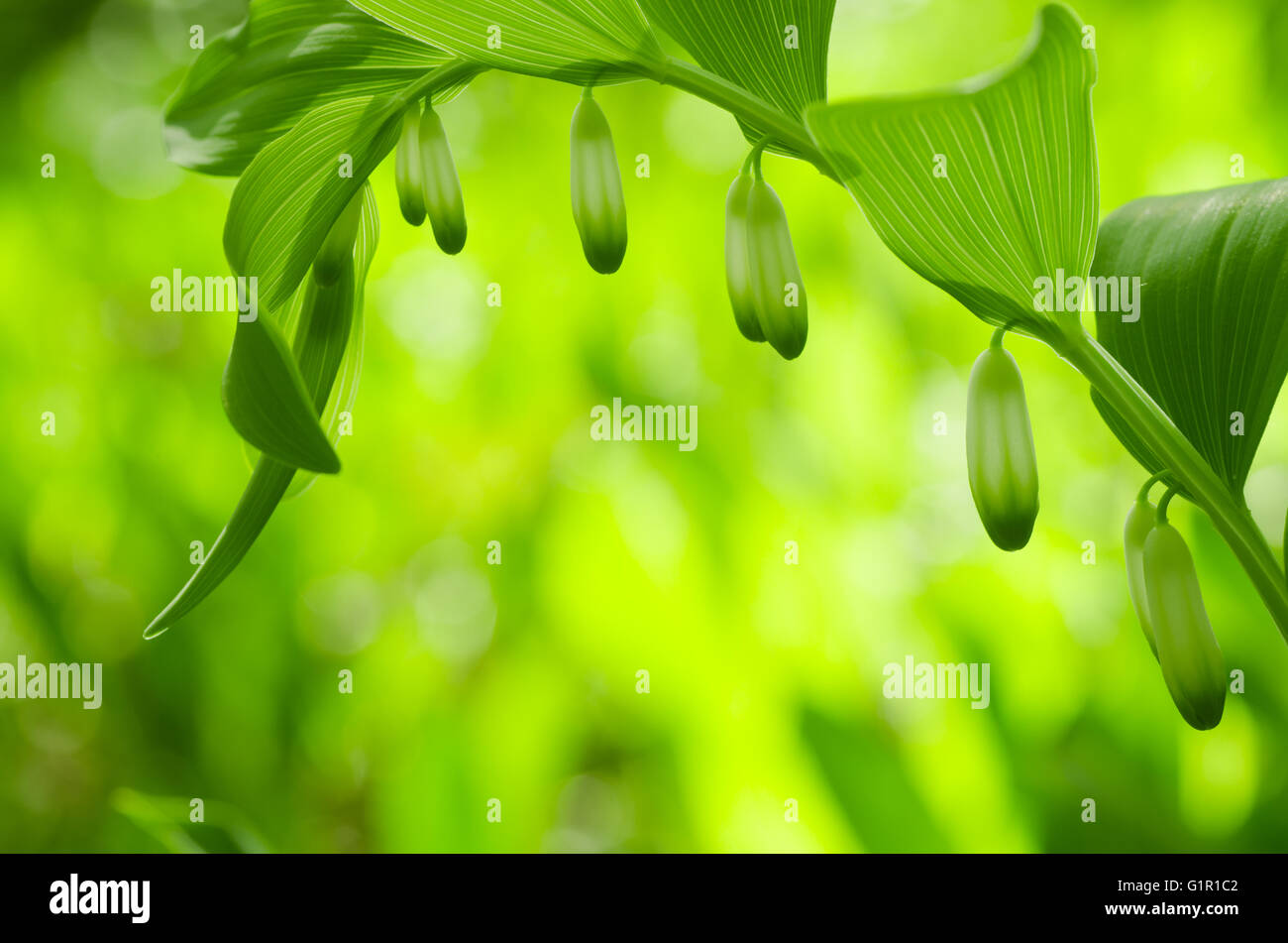 closeup to Solomon's seal flowers Stock Photo - Alamy