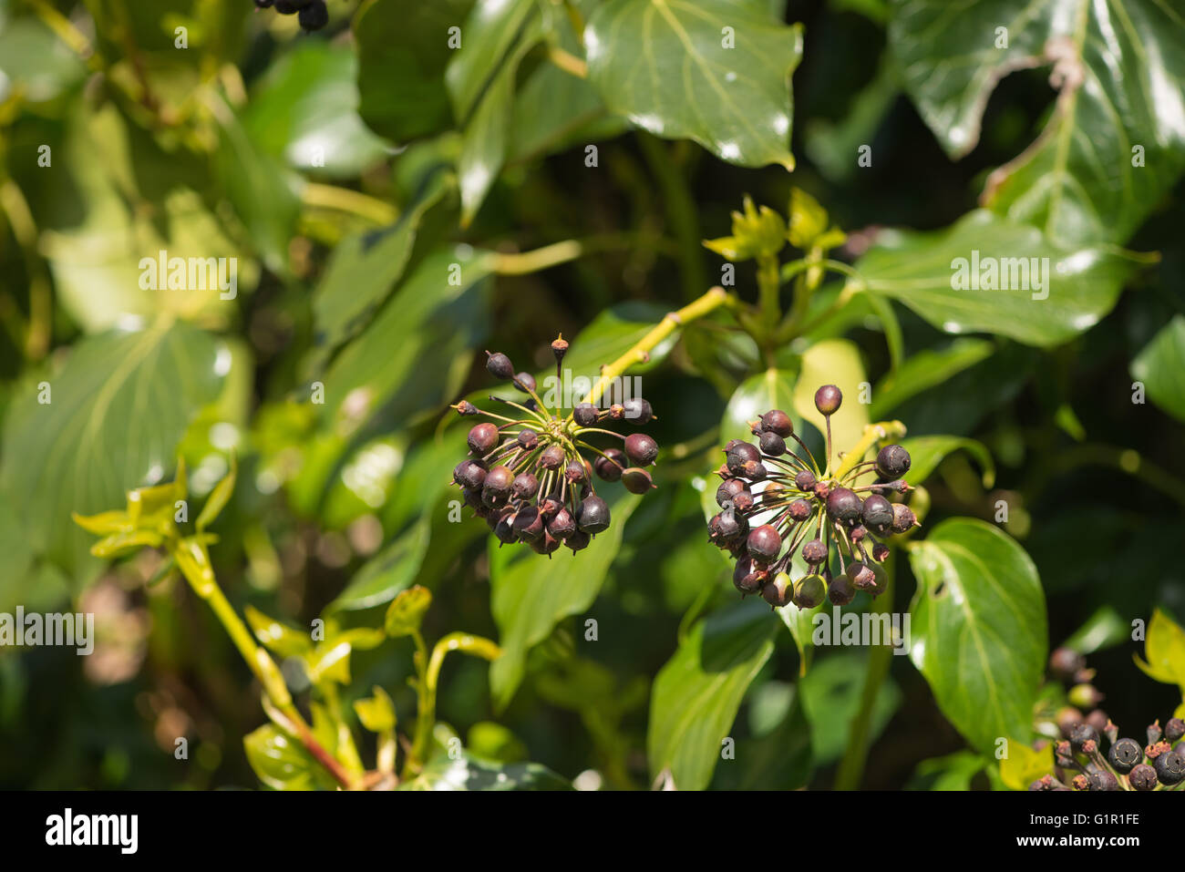 Poison ivy berries hi-res stock photography and images - Alamy