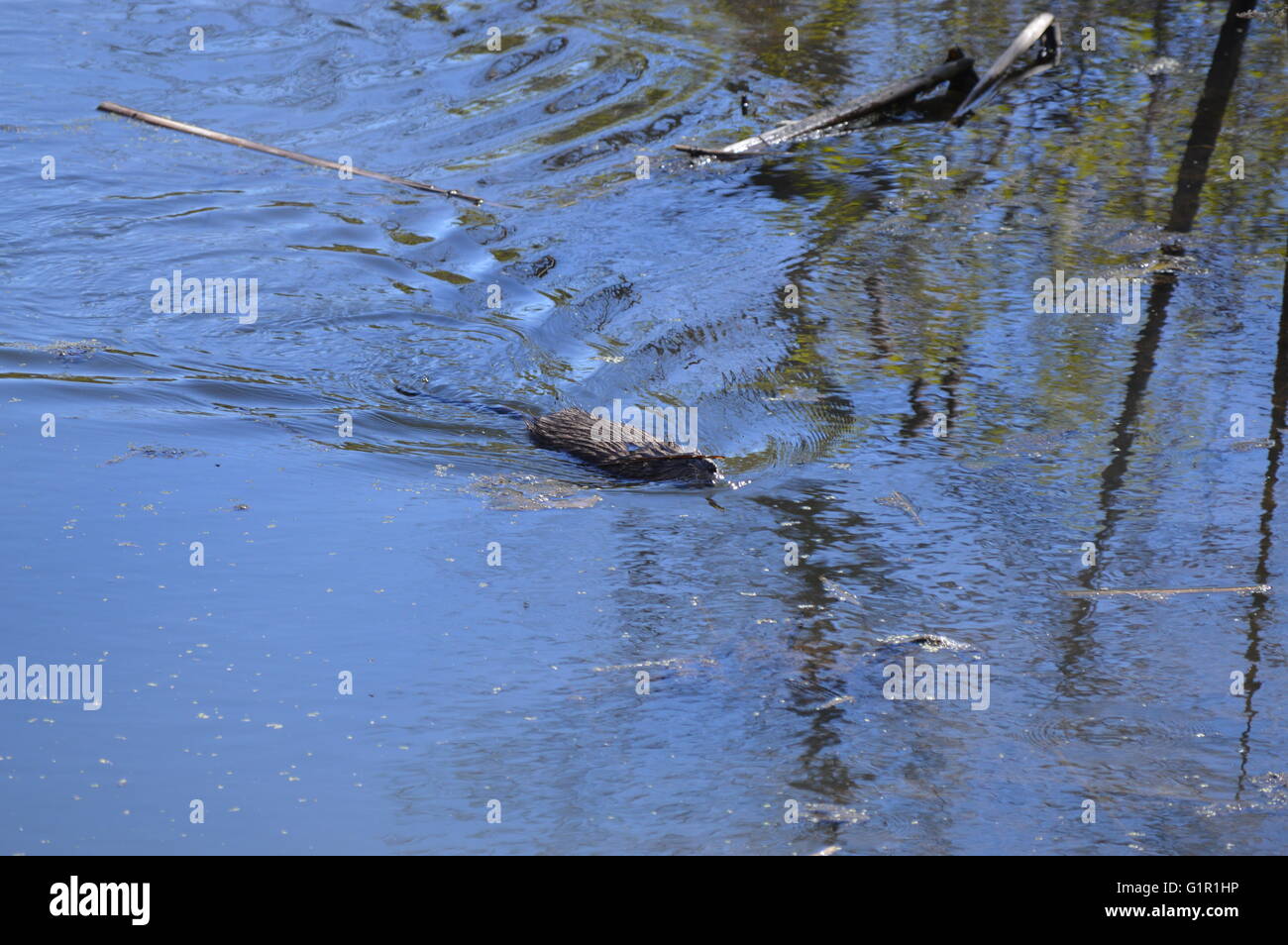 Muskrat lake hi-res stock photography and images - Alamy