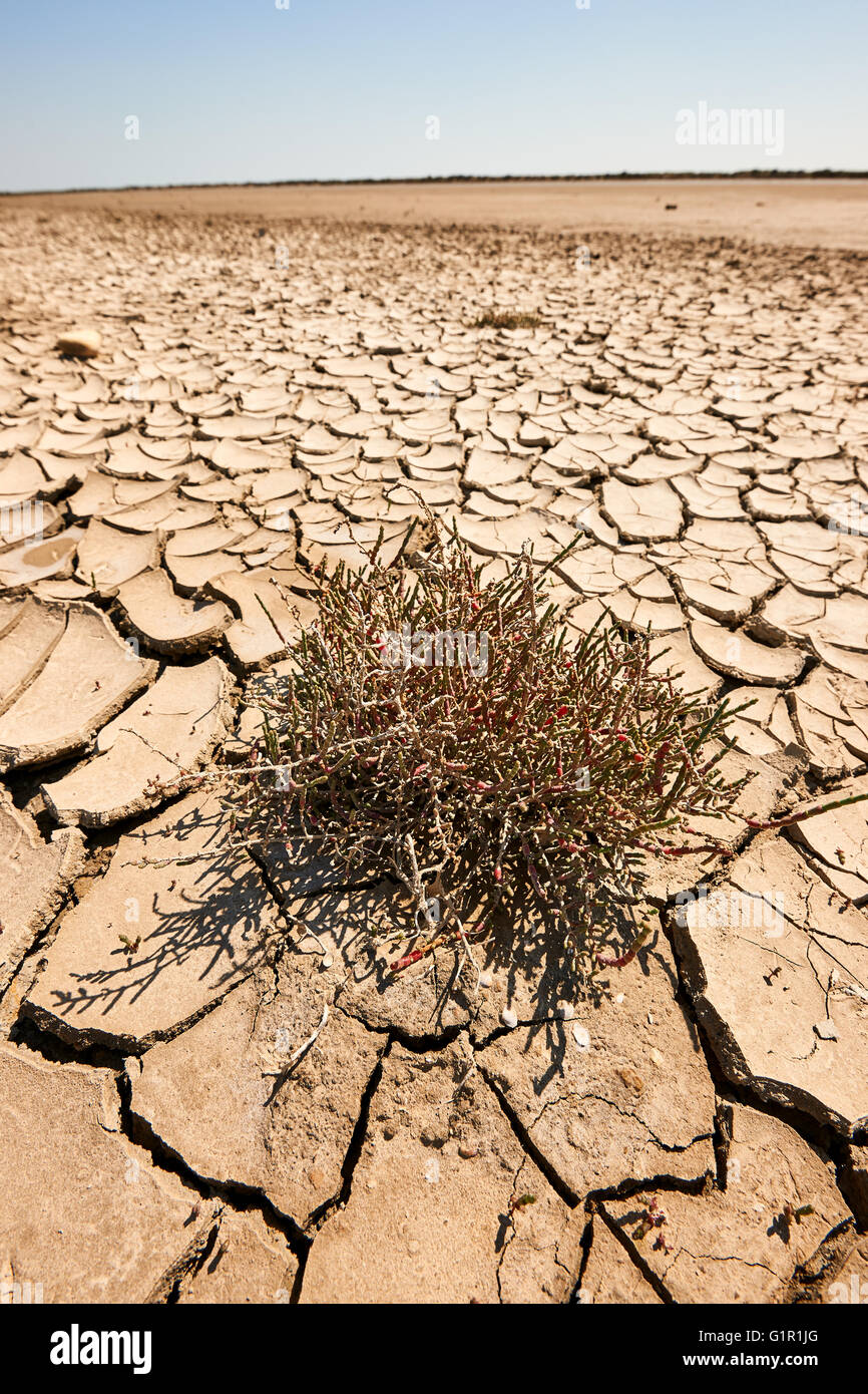 Earth and sand desert with footprints departing Stock Photo - Alamy