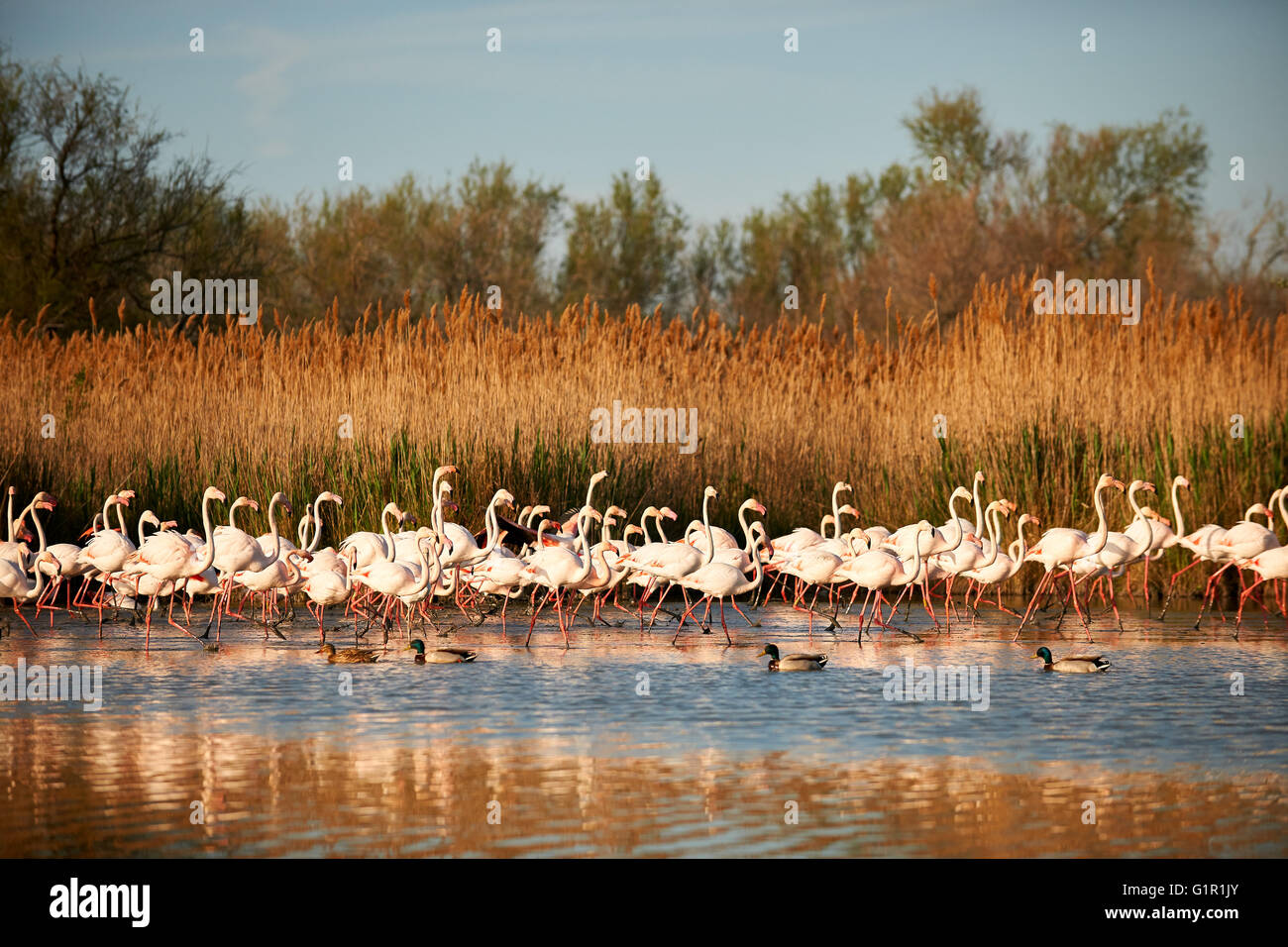 Group of european greater flamingos walking in shallow water of a swamp ...