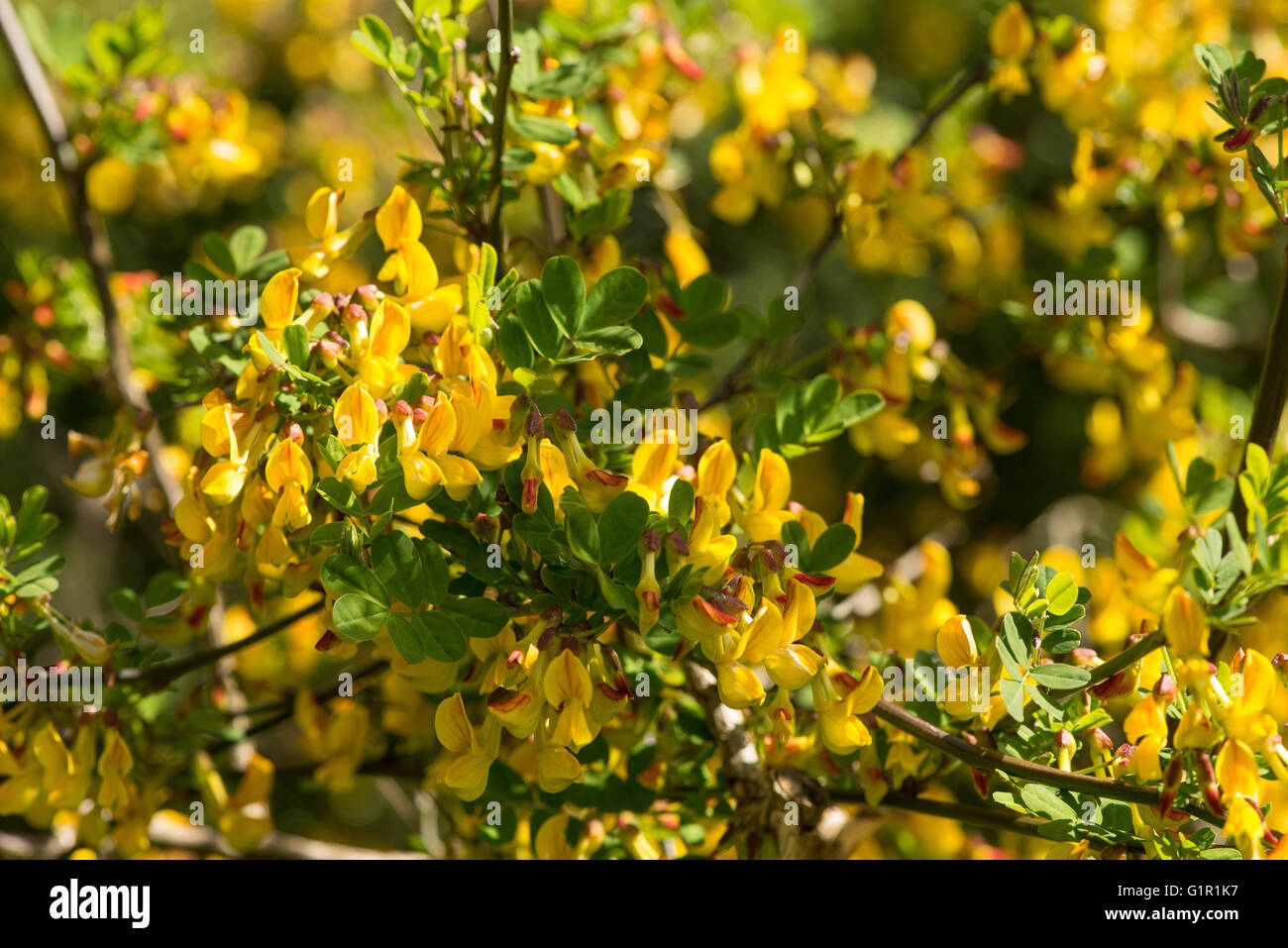 Goodia lotifolia blossom and flowers of yellow pea-flowering shrub ...