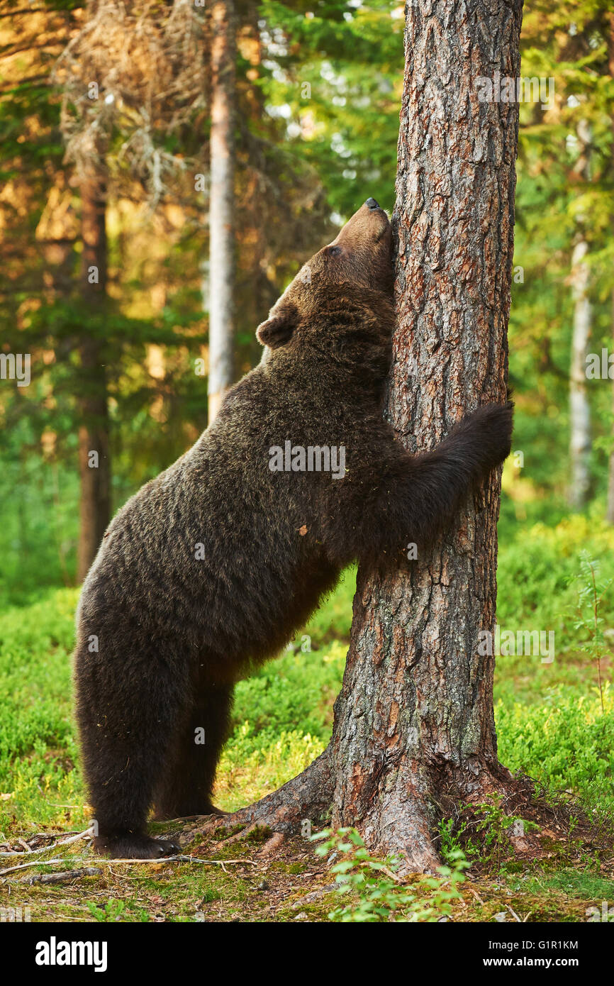 brown bear very tired leans against a tree in a brown bear very tired ...
