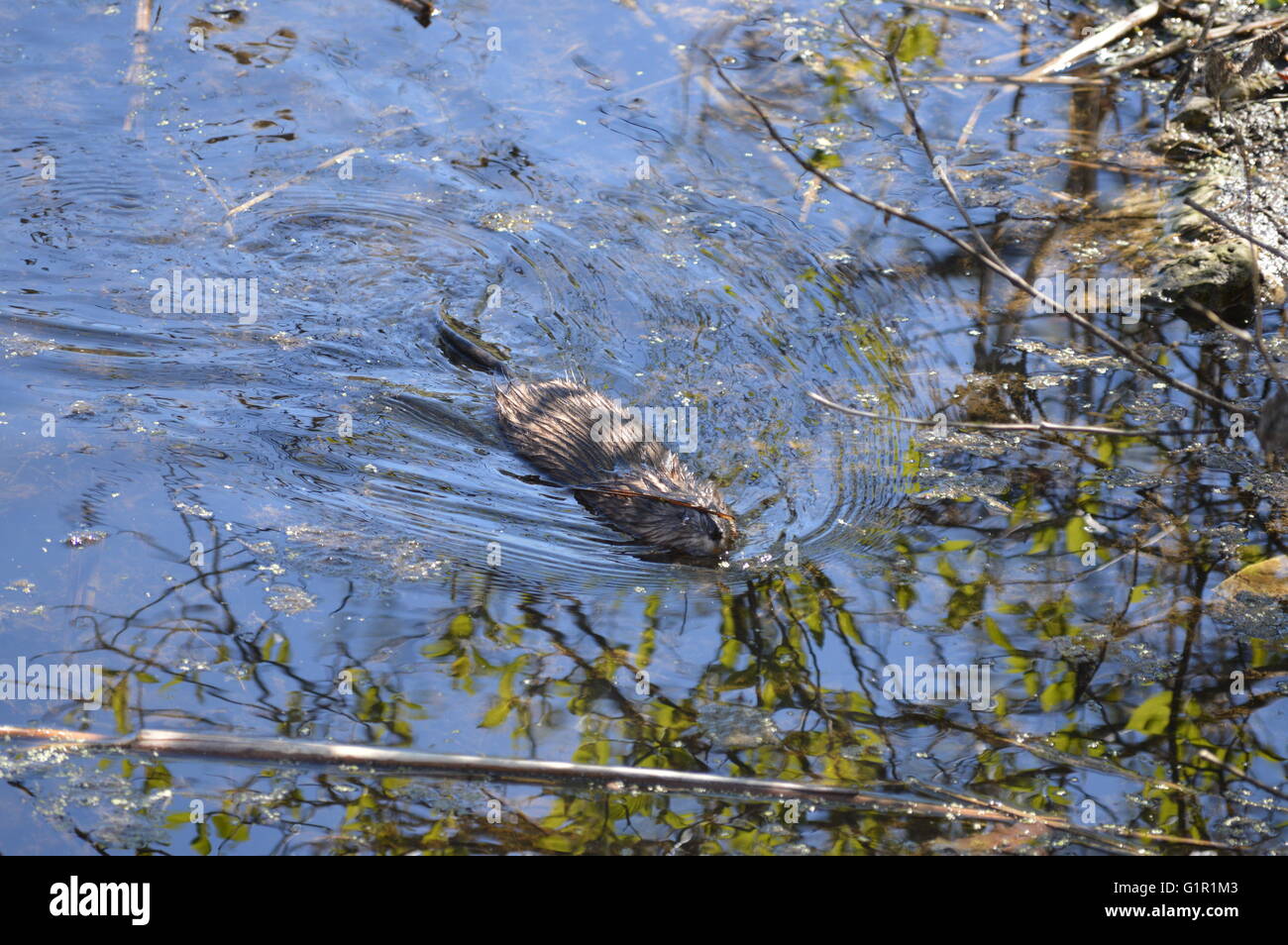 Muskrat lake hi-res stock photography and images - Alamy