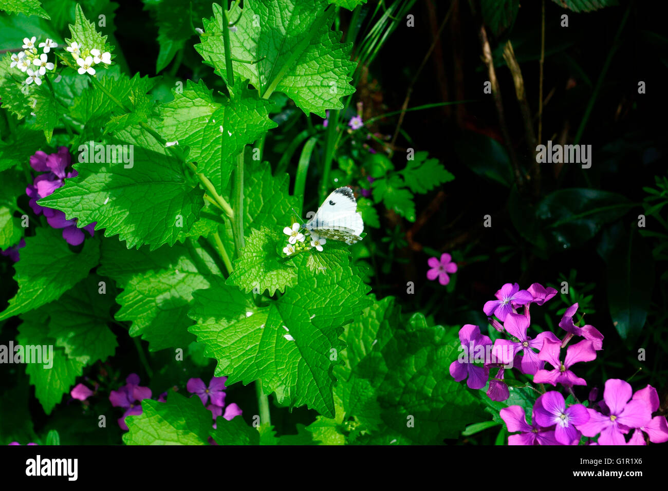 Nettle tree butterfly hi-res stock photography and images - Alamy