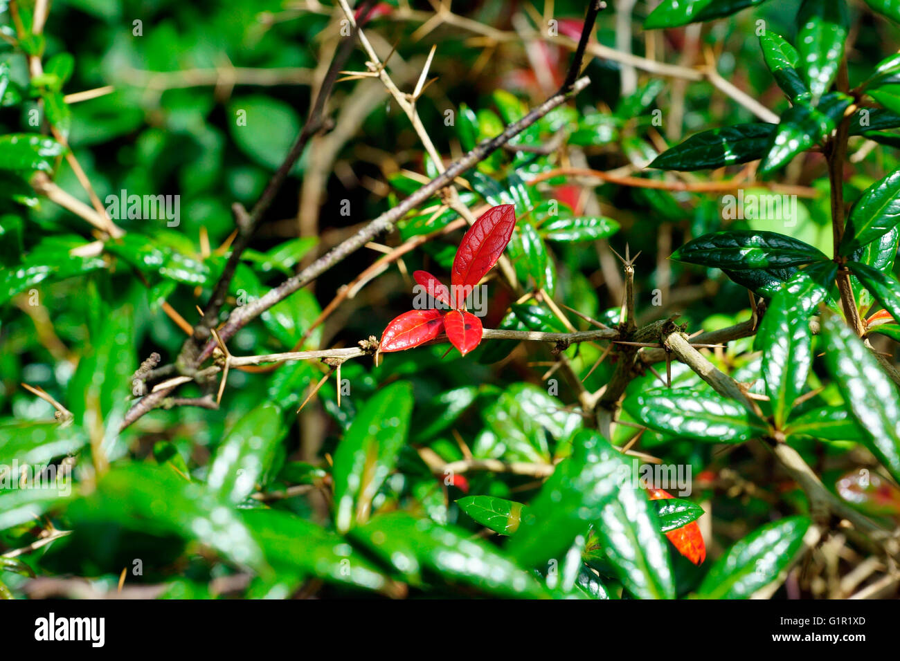 Berberi hi-res stock photography and images - Alamy