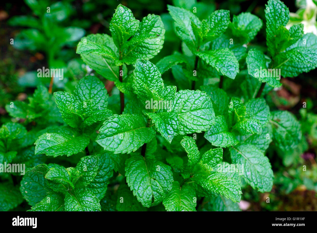 Mint jelly lamb hi-res stock photography and images - Alamy