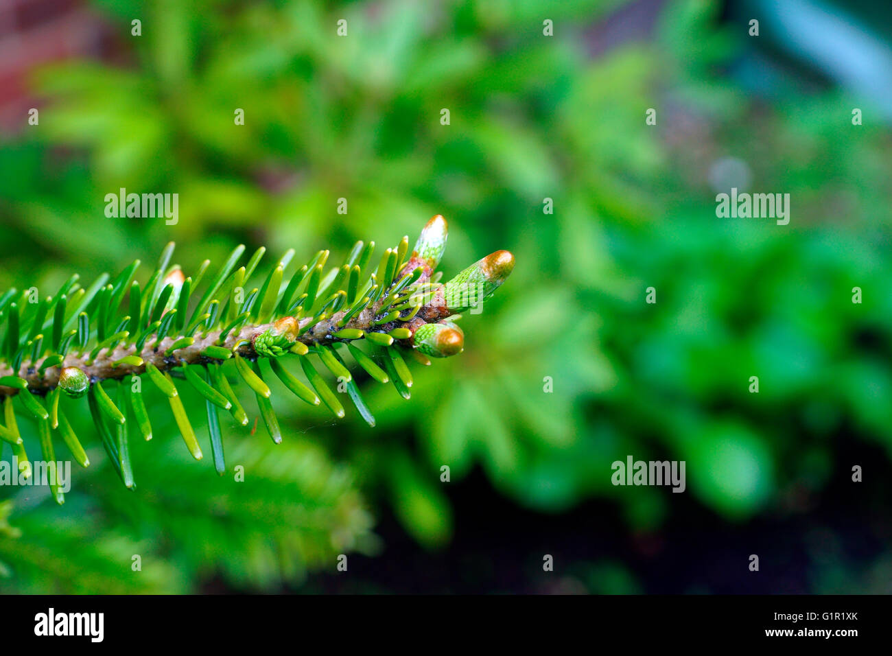 CONIFER SPROUTING NEW SHOOTS Stock Photo - Alamy