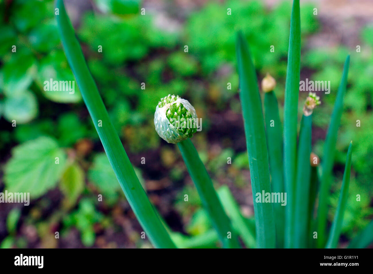 SPRING ONION, SCALLION, GREEN ONION Stock Photo - Alamy
