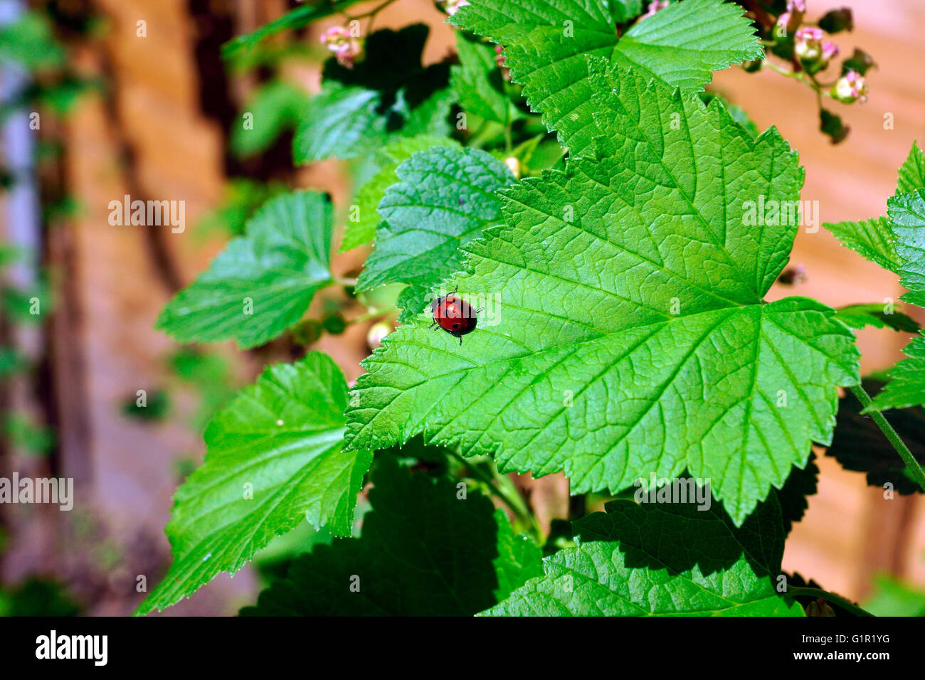 LADYBIRD RED WITH BLACK SPOTS ON BLACK CURRANT LEAF Stock Photo - Alamy