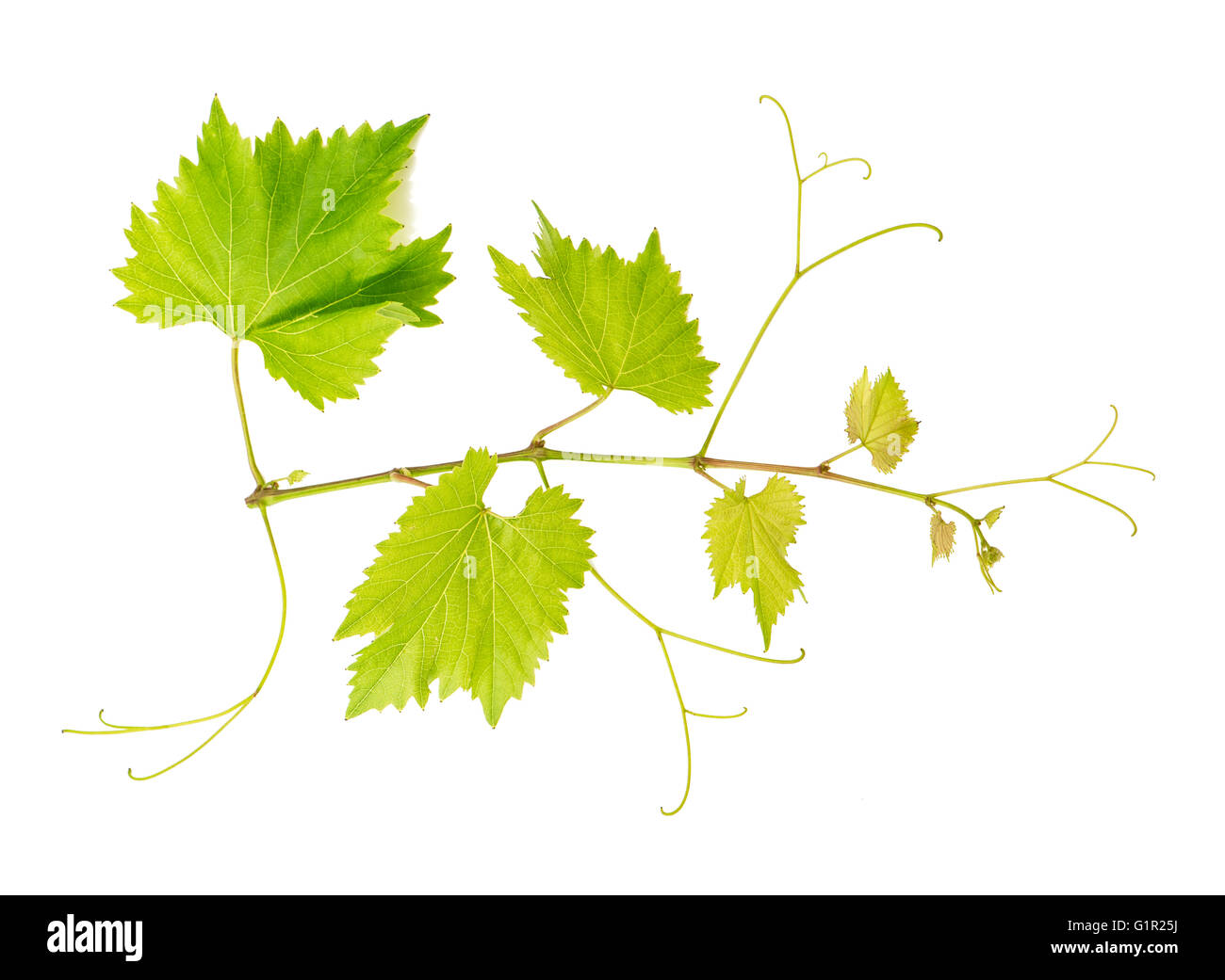 Grape vine leaves isolated on white background. Vine branch. Nature ...