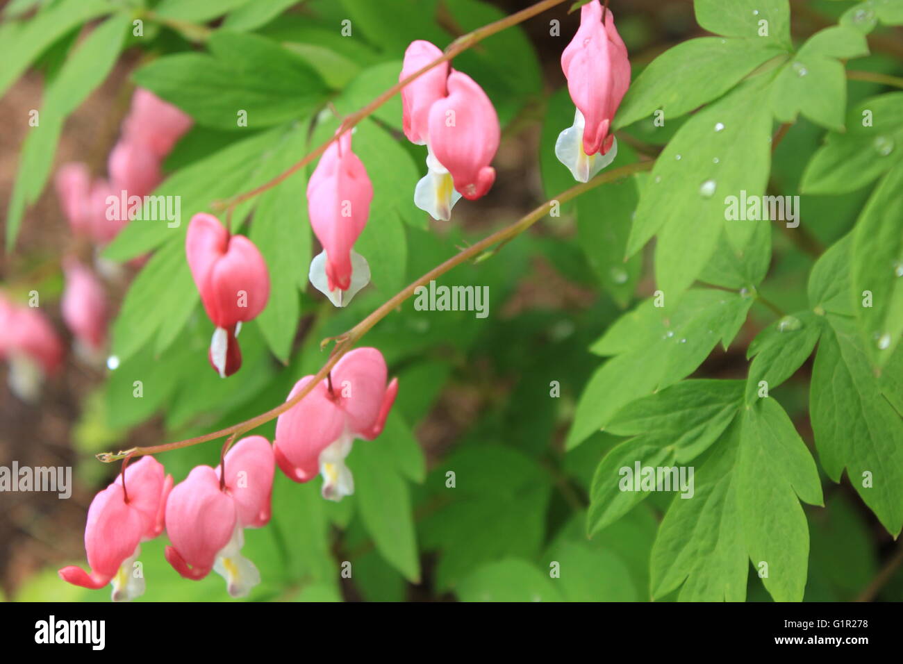Bleeding Heart flowers after a spring rain Stock Photo - Alamy